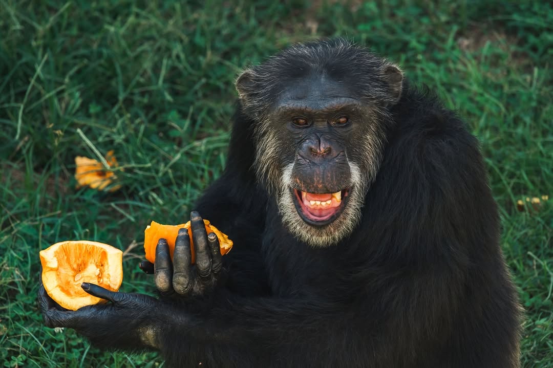 Mountain Gorilla Population Worldwide: Current Number